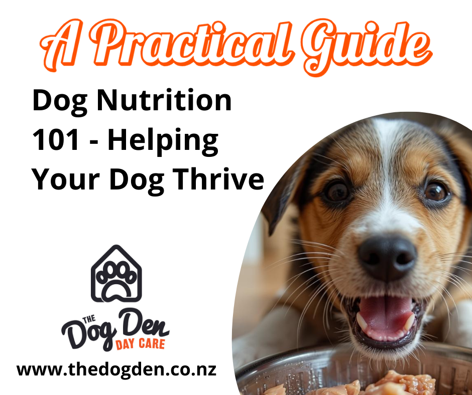 Dog Nutrition 101: Helping Your Dog Thrive (A Practical Guide from The ...